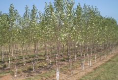 Hartland Farms Inc. | Quality Grown Trees